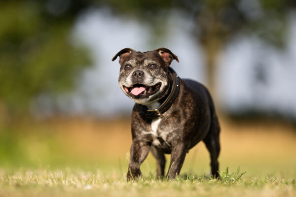 Understanding Dog Years: An In-Depth Guide to Your Pet's Life Stages ...