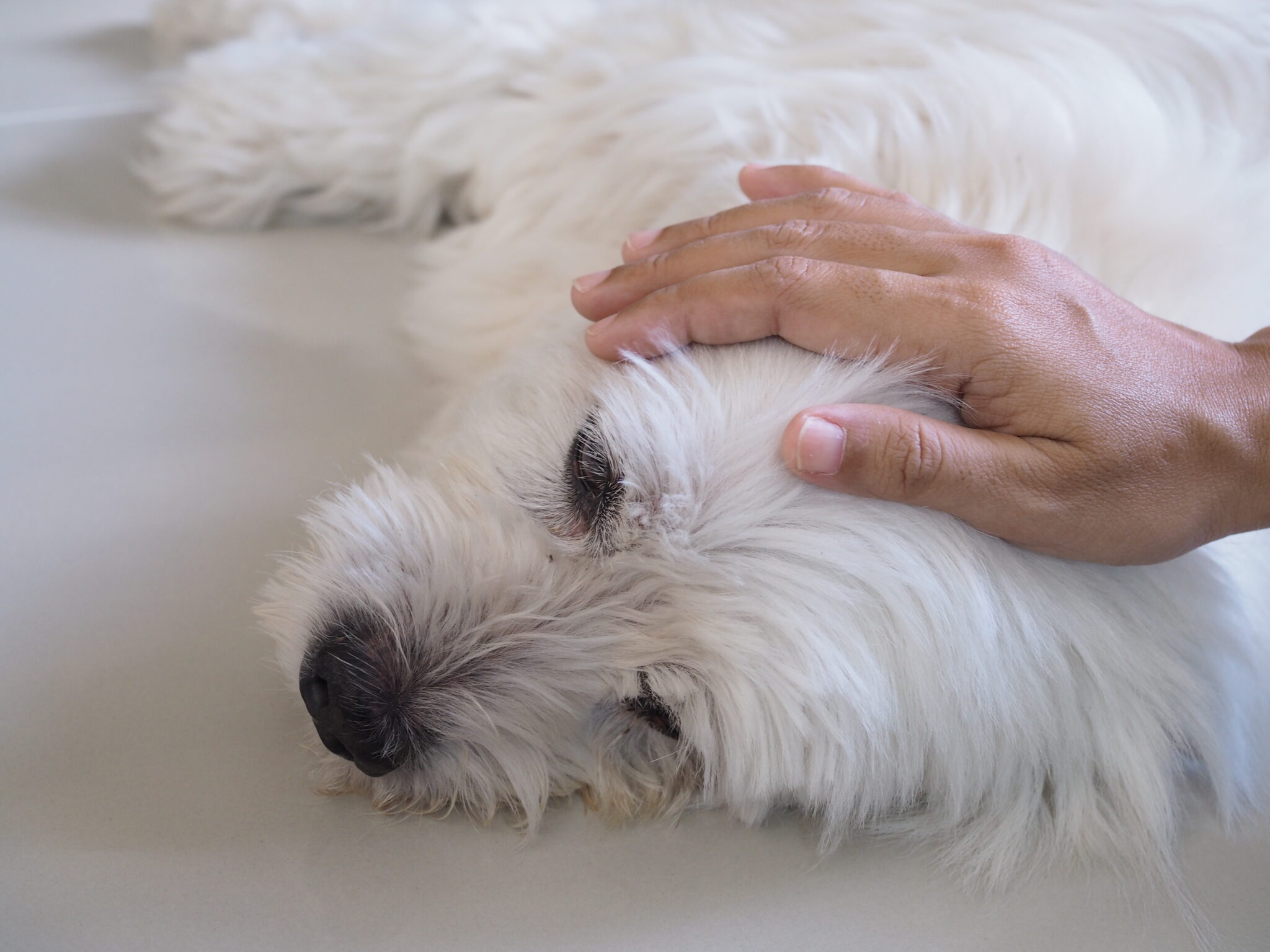Recognizing Signs of Pain in Dogs & Cats | Pet Townsend Veterinary Clinic