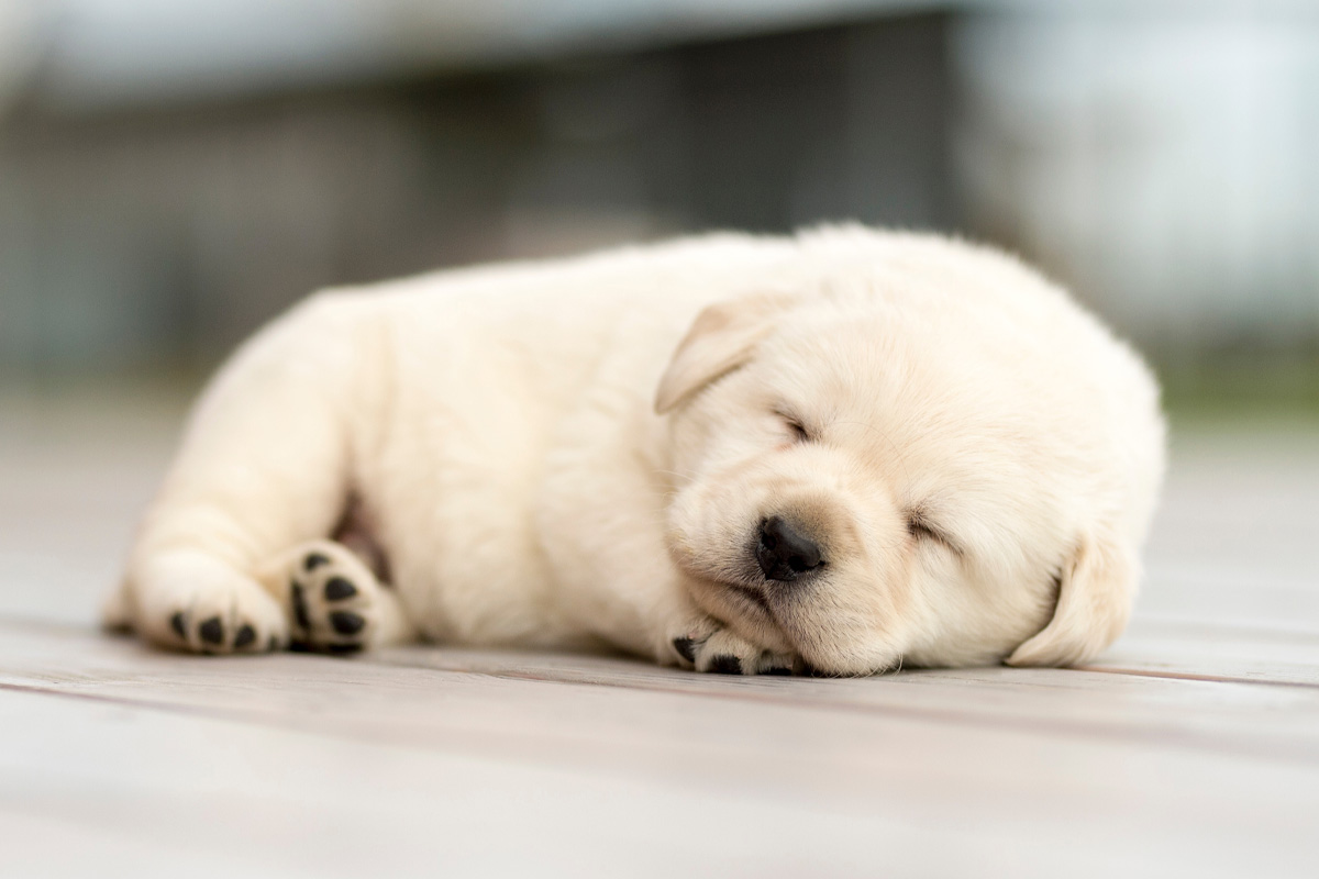 Practical Tips for Introducing a New Dog to Your Home - Pet Townsend ...